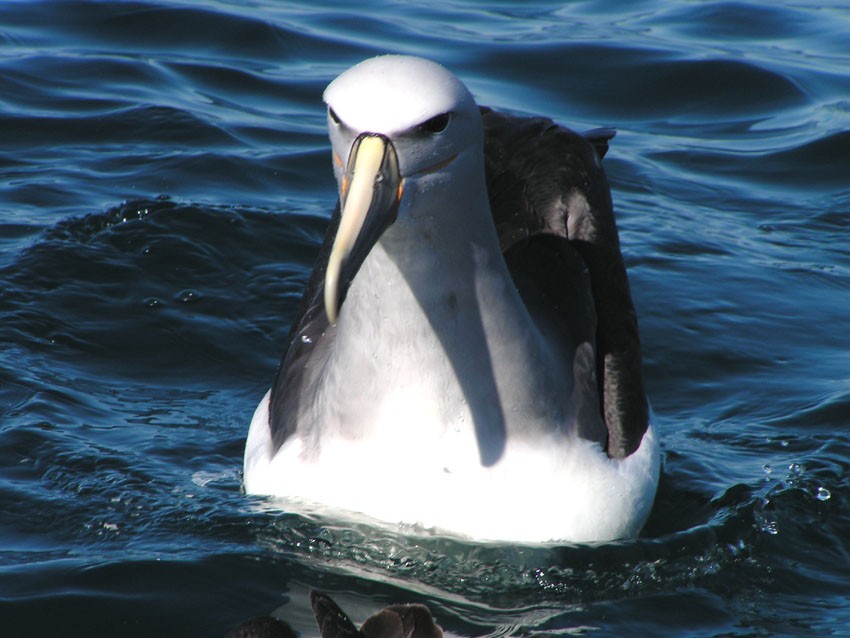 Albatros de salvin (Thalassarche salvini) - Picture Bird