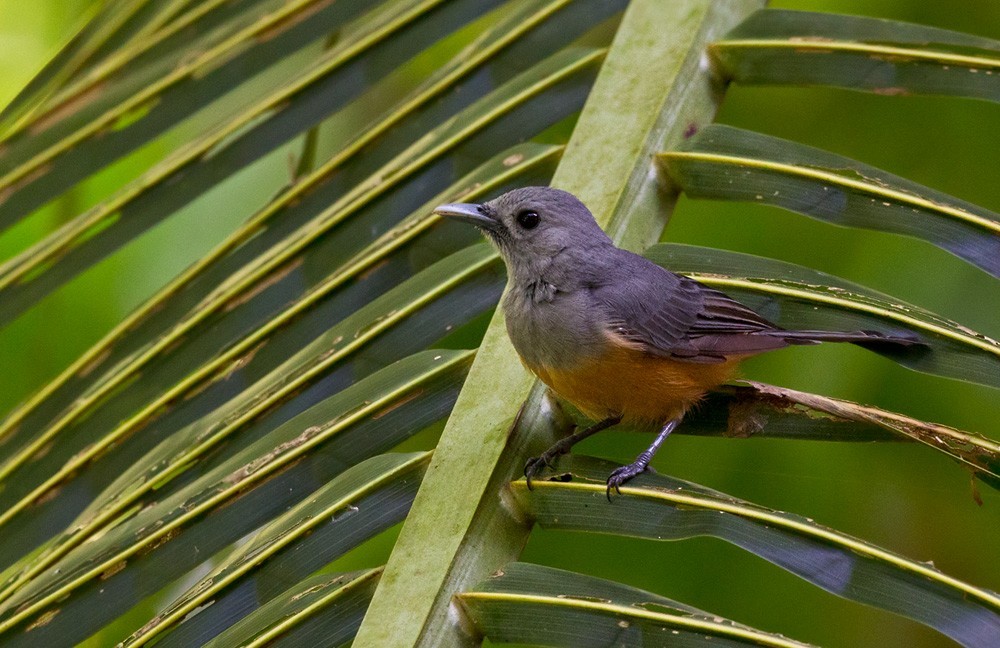 Monarcha (Monarcha) - Picture Bird