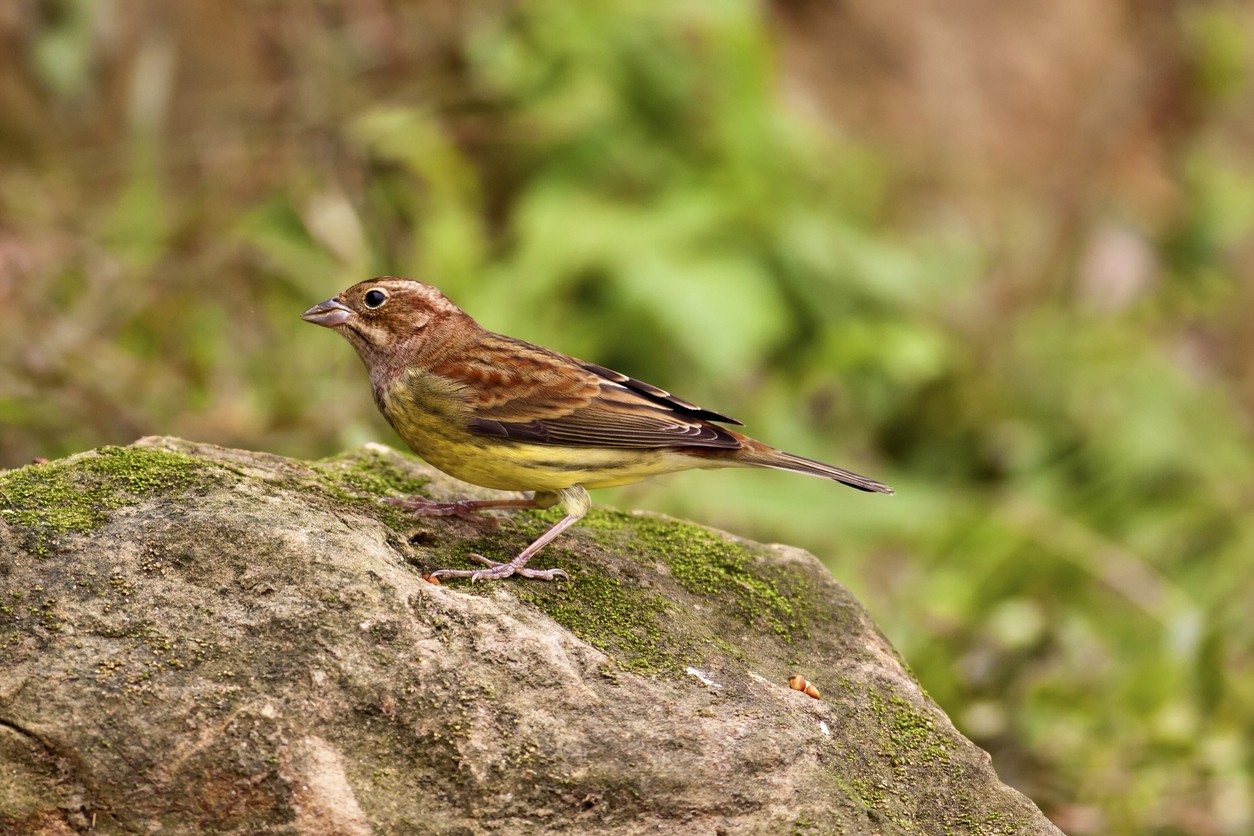 Escribano herrumbroso (Emberiza rutila) - Picture Bird