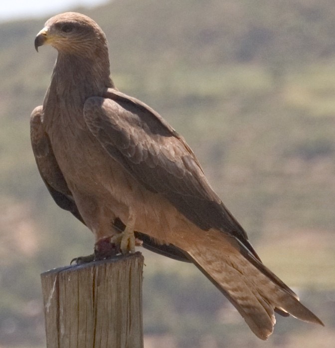 Milvus (Milvus) - Picture Bird