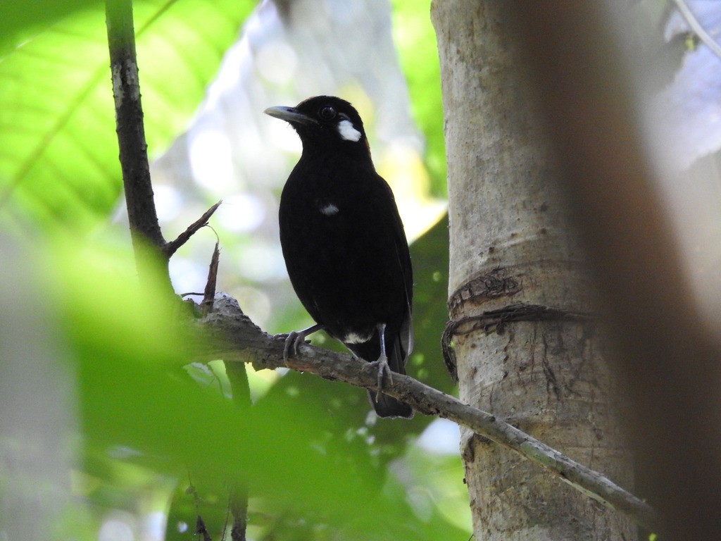 Zorzal de peleng (Geokichla mendeni) - Picture Bird