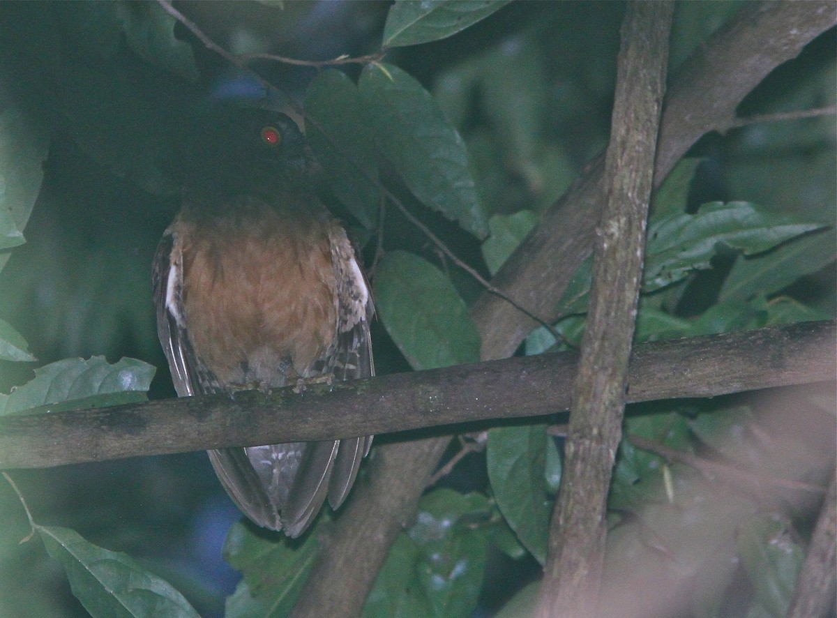 Nínox ocráceo (Ninox ochracea) - Picture Bird