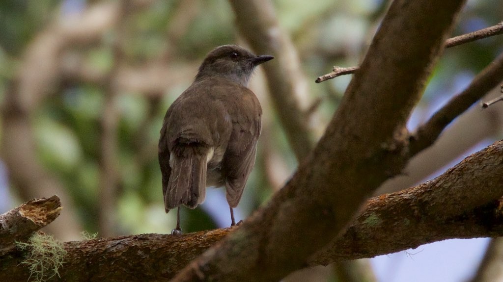Clarines (Myadestes) - Picture Bird