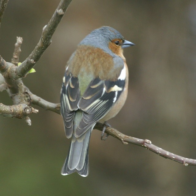 Fringilla coelebs gengleri (Fringilla coelebs gengleri) - Picture Bird