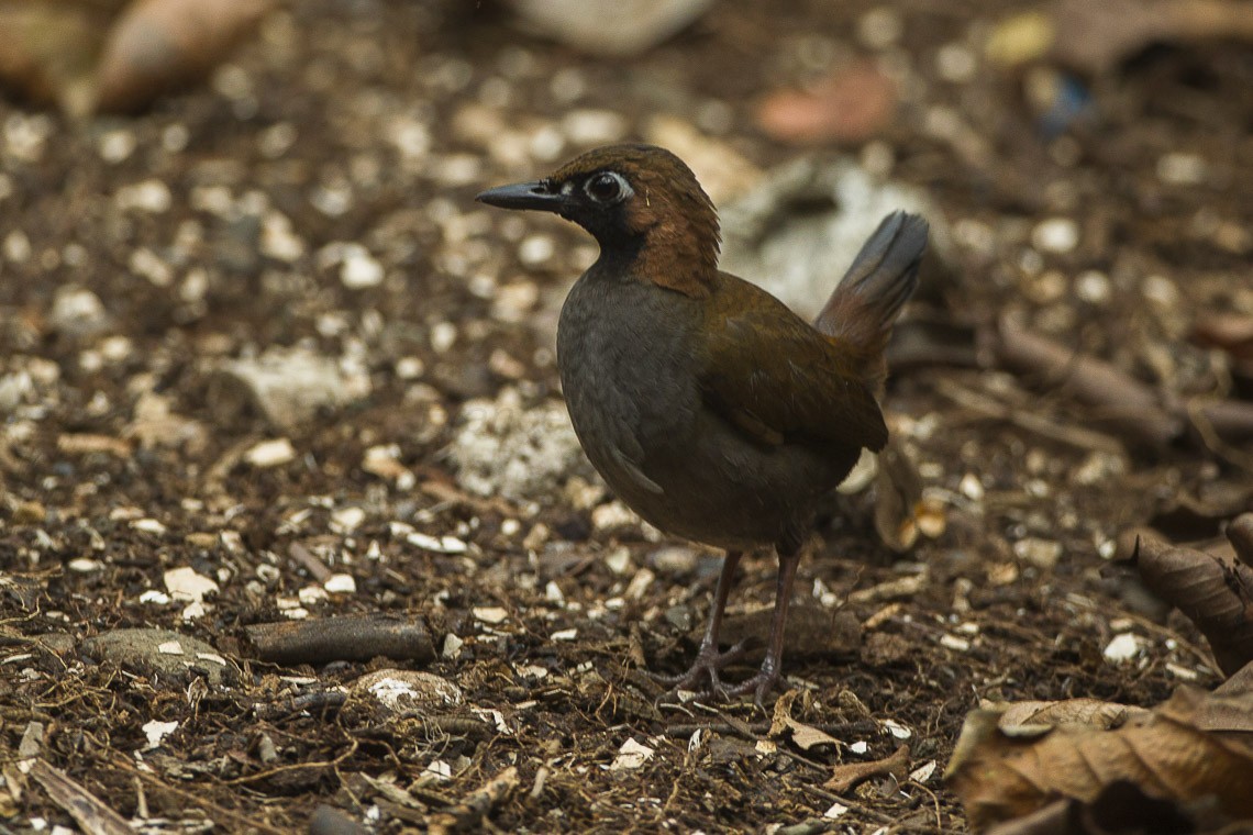 Formicario enmascarado (Formicarius analis) - Picture Bird