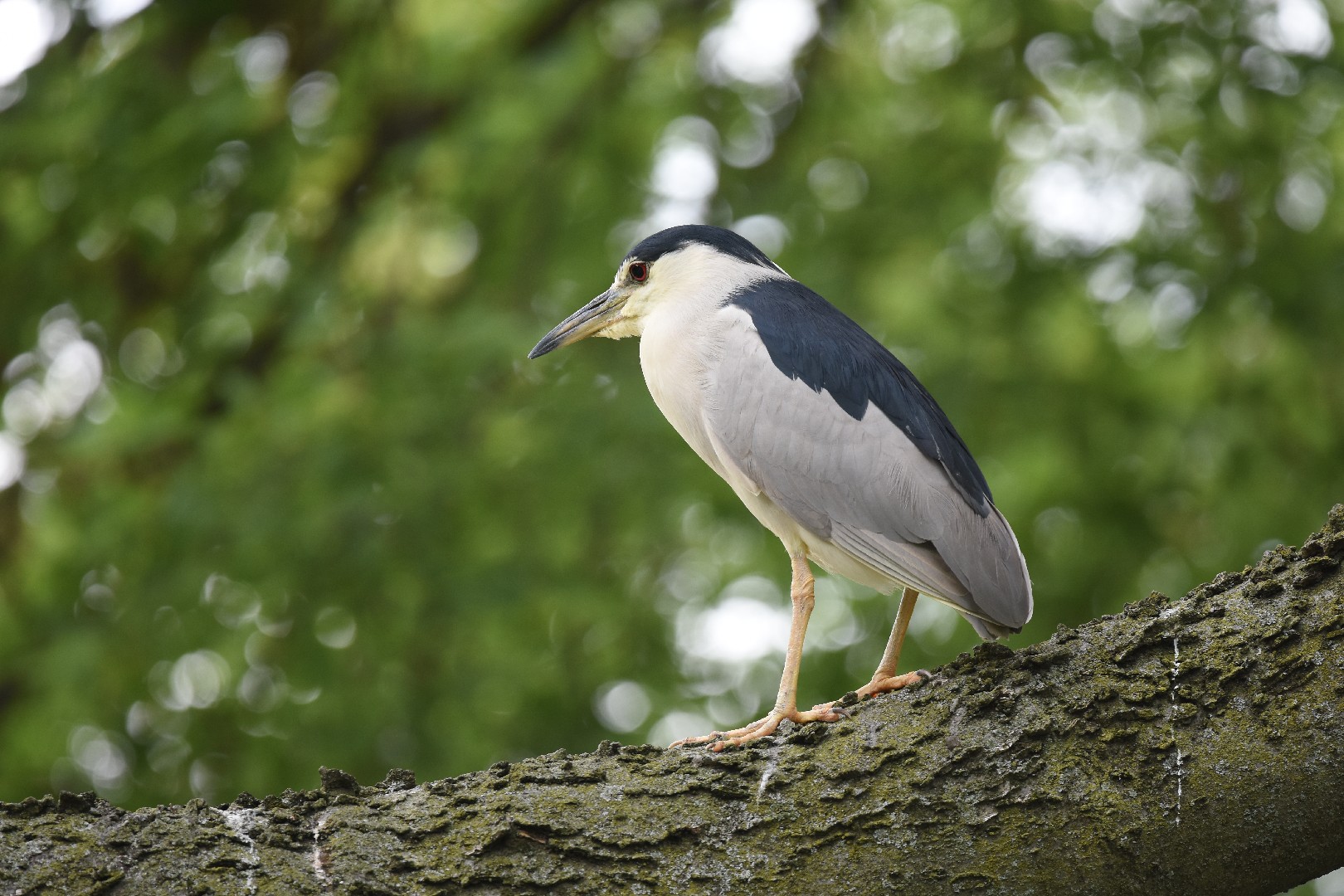 Huairavo (Nycticorax nycticorax) - Picture Bird