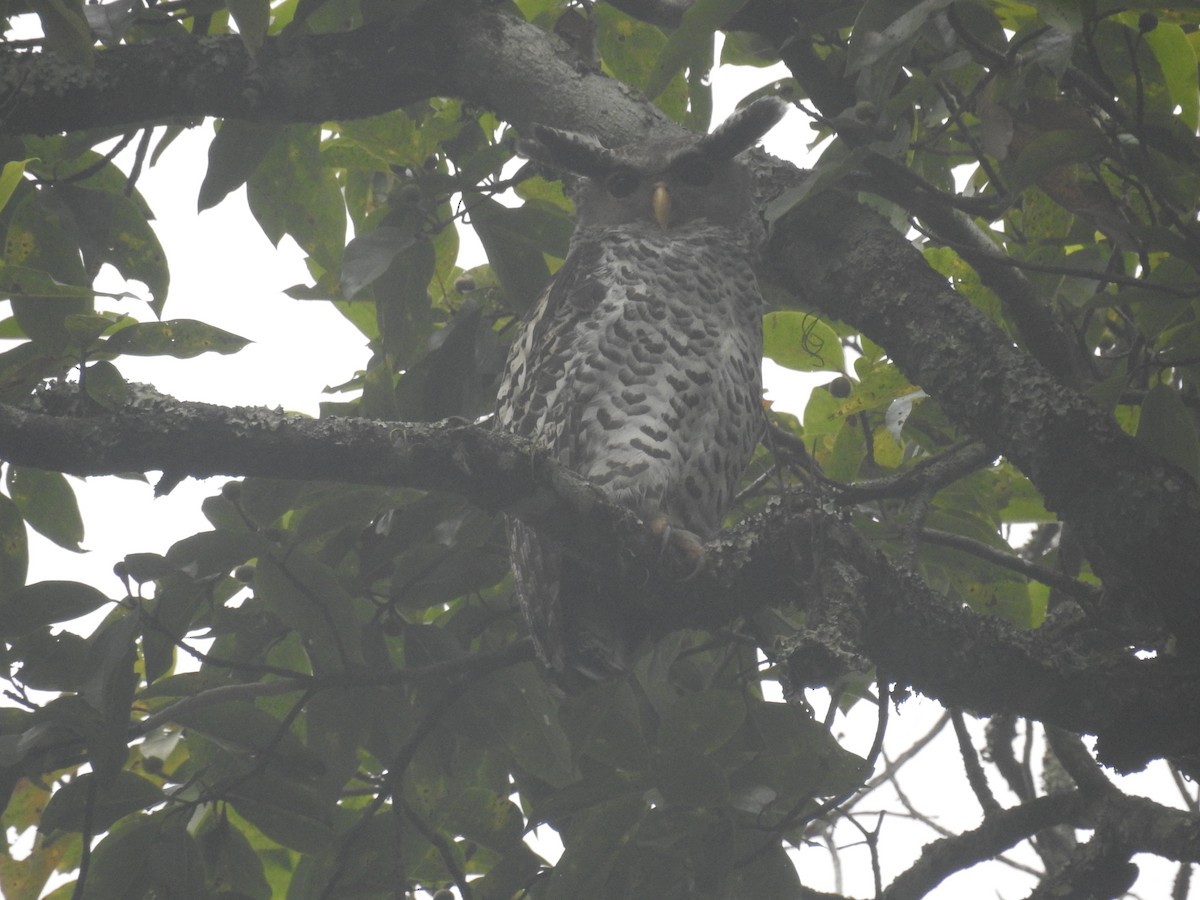 Búho nepalí (Bubo nipalensis) - Picture Bird
