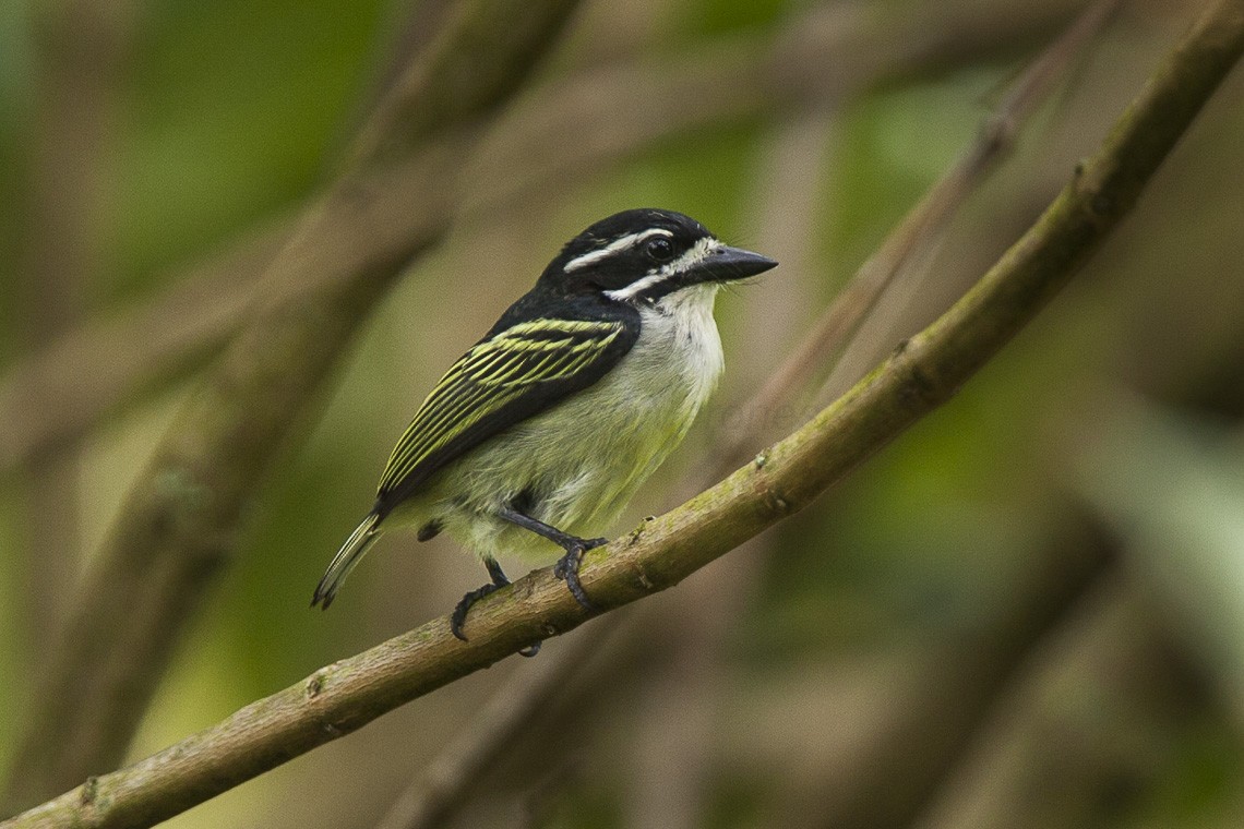 Barbudito culigualdo (Pogoniulus bilineatus) - Picture Bird