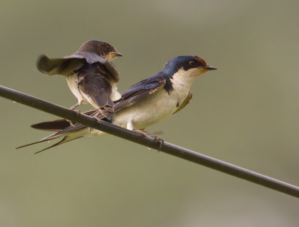 Golondrina etiópica (Hirundo aethiopica) - Picture Bird