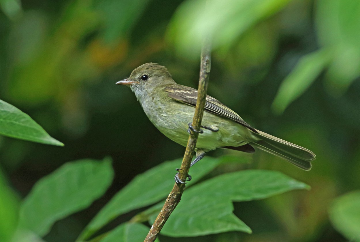 Fiofío caribeño (Elaenia martinica) - Picture Bird