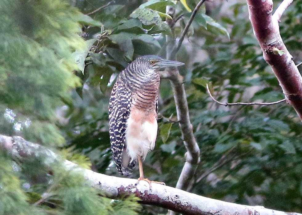 Forest bittern (Zonerodius heliosylus) - Picture Bird