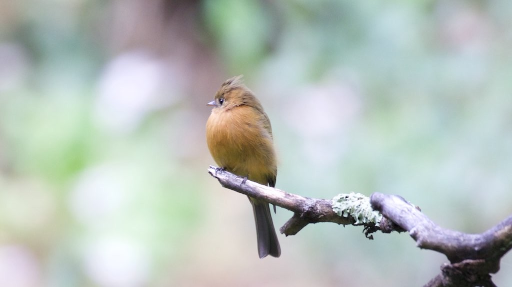 Mosquero moñudo común (Mitrephanes phaeocercus) - Picture Bird