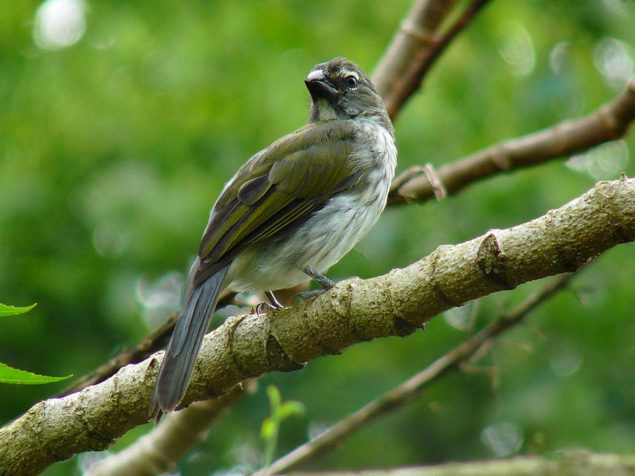 Пёстрый сальтатор (Saltator striatipectus) - Picture Bird