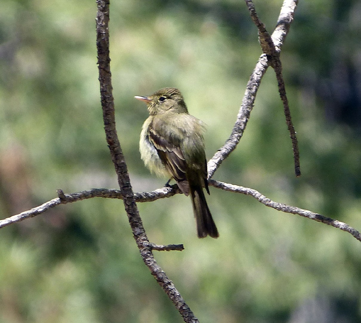 Mosquero cordillerano (Empidonax occidentalis) - Picture Bird