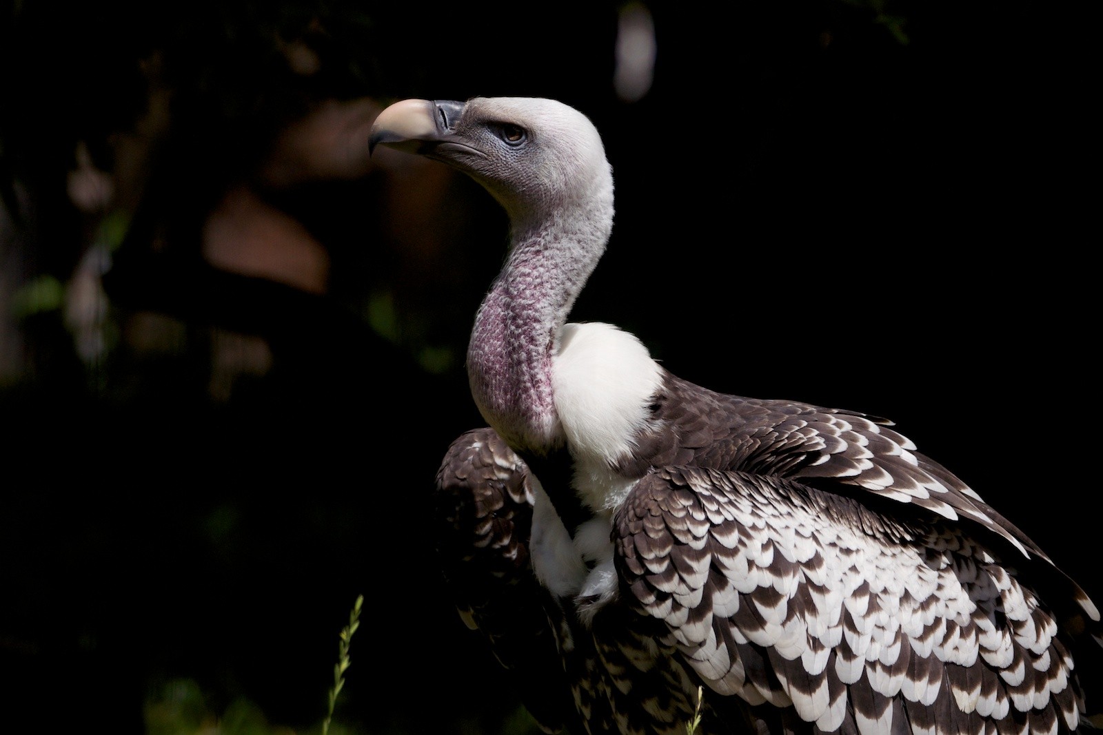 Gyps (Gyps) - Picture Bird