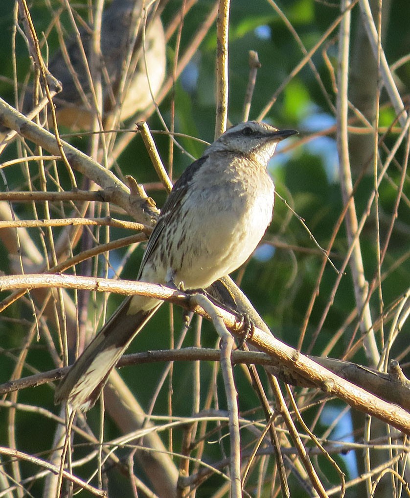 Sinsonte tenca (Mimus thenca) - Picture Bird