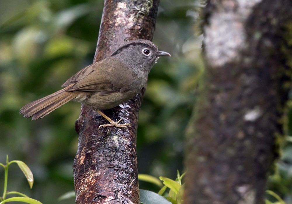 Fulveta montana (Alcippe peracensis) - Picture Bird