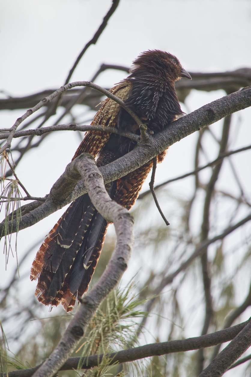Cuclillo faisán (Dromococcyx phasianellus) - Picture Bird