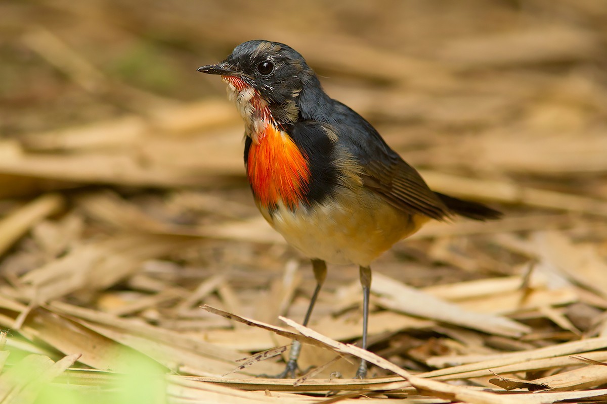 Ruiseñores (Luscinia) - Picture Bird