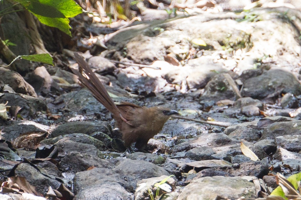 Cucal de célebes (Centropus celebensis) - Picture Bird