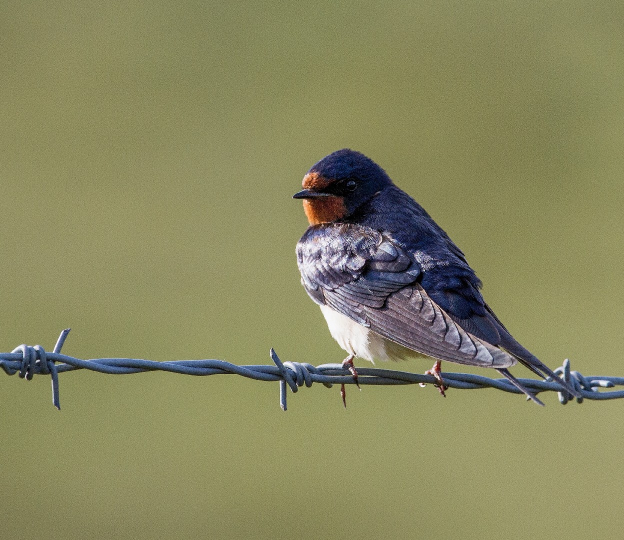 Hirundo (Hirundo) - Picture Bird