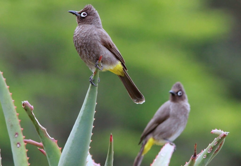 Bulbul de el cabo (Pycnonotus capensis) - Picture Bird