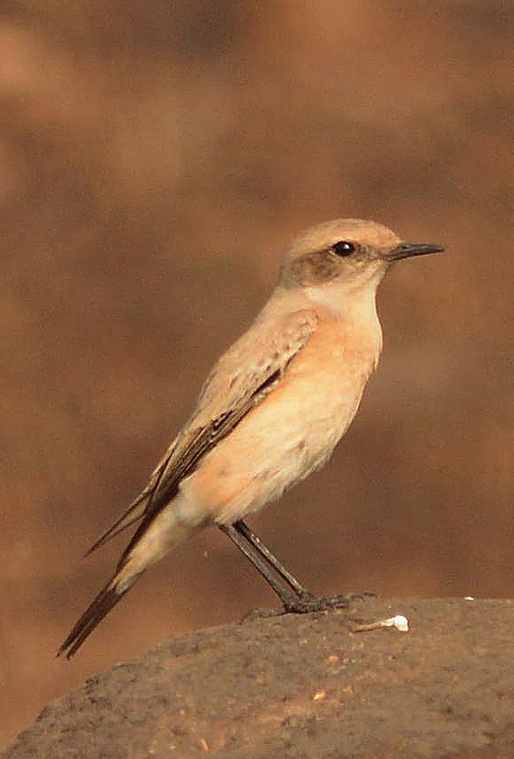 Oenanthe (Oenanthe) - Picture Bird