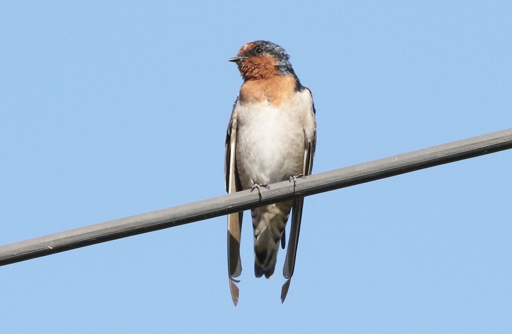 Hirundo (Hirundo) - Picture Bird