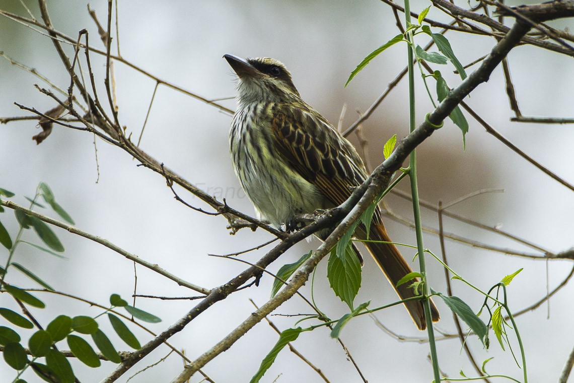 Bienteveo rayado septentrional (Myiodynastes maculatus) - Picture Bird