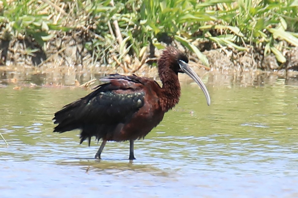 Glossy ibis (Plegadis falcinellus) - Picture Bird