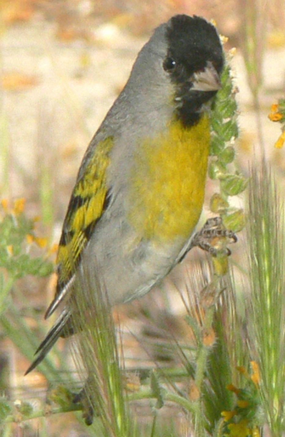 Lawrence's goldfinch (Spinus lawrencei) - Picture Bird