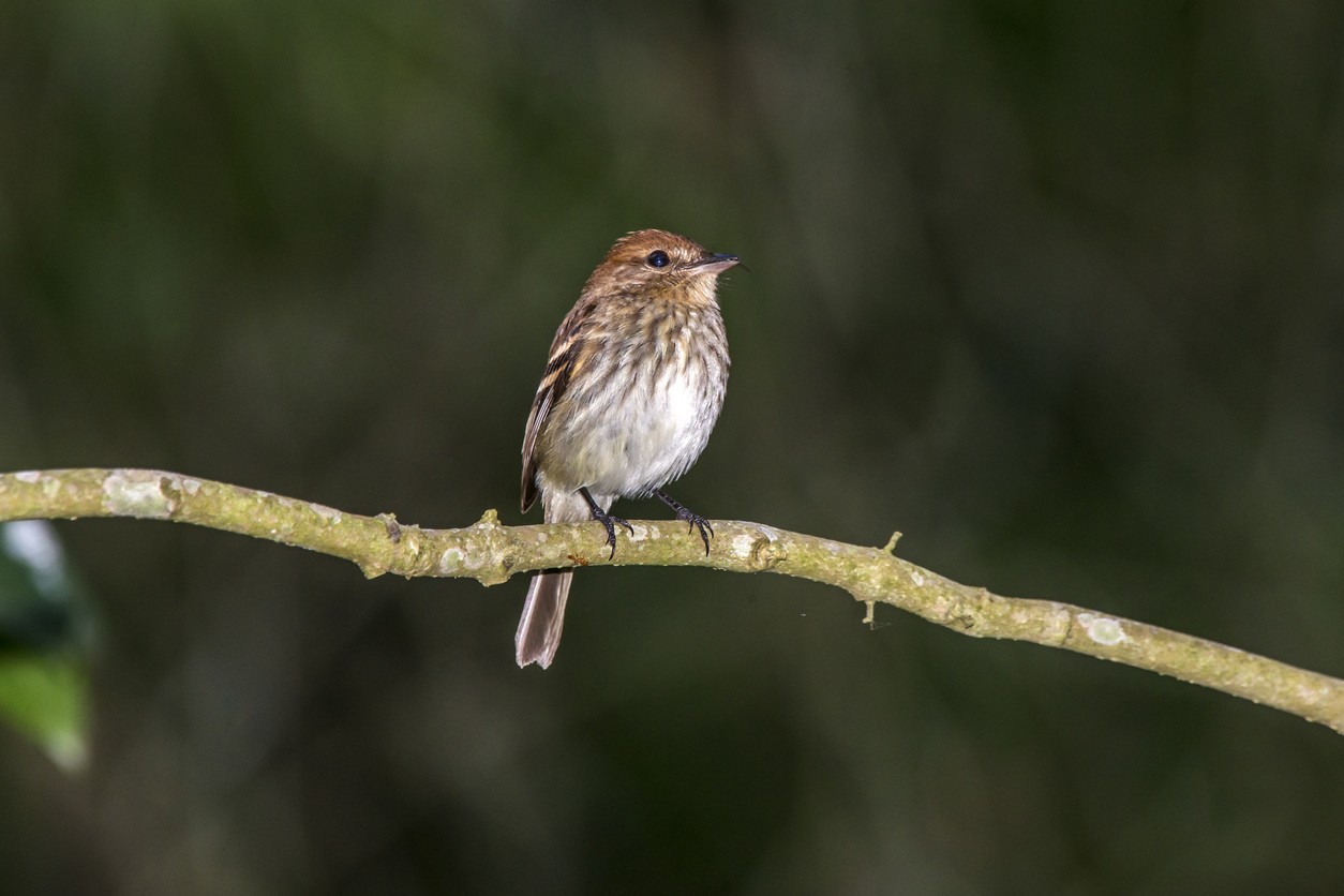 Mosquero estriado (Myiophobus fasciatus) - Picture Bird
