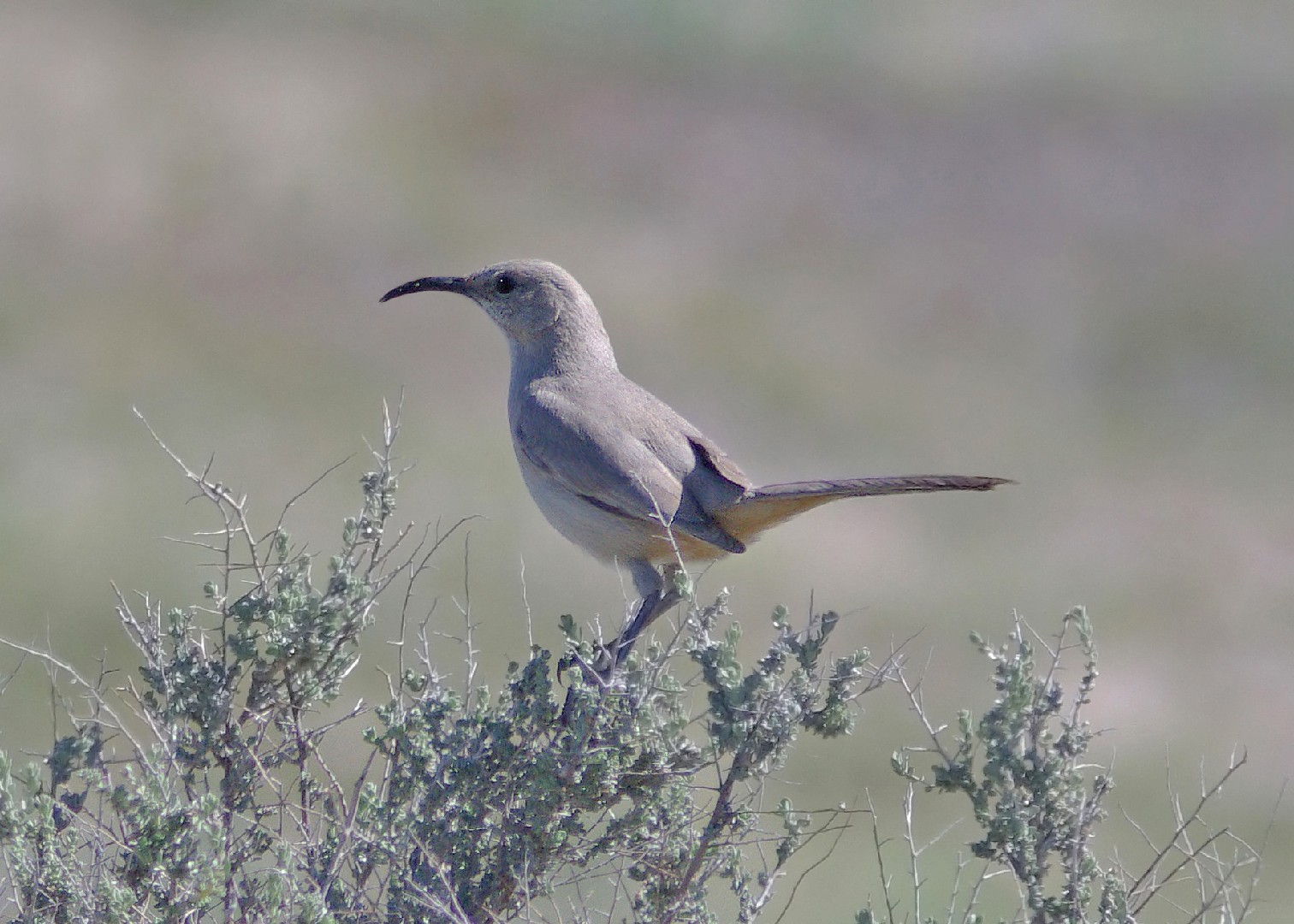 Leconte's thrasher (Toxostoma lecontei) - Picture Bird