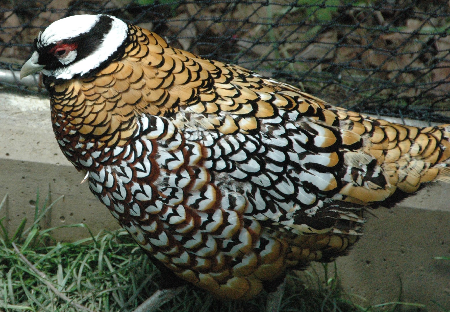 Faisán venerado (Syrmaticus reevesii) - Picture Bird