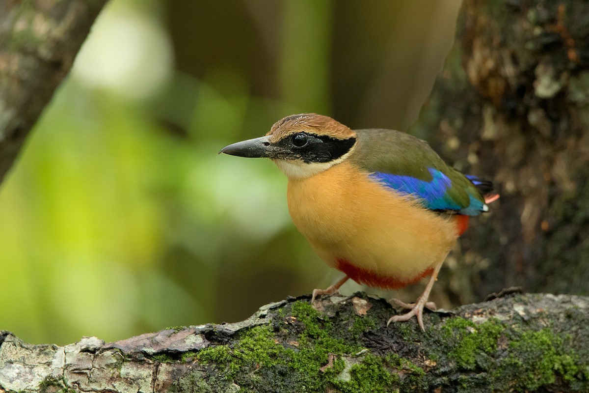 Pita de manglar (Pitta megarhyncha) - Picture Bird
