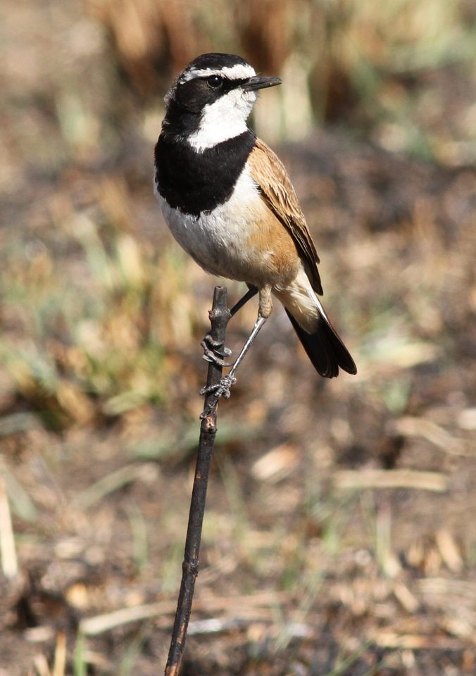 Capped wheatear (Oenanthe pileata) - Picture Bird