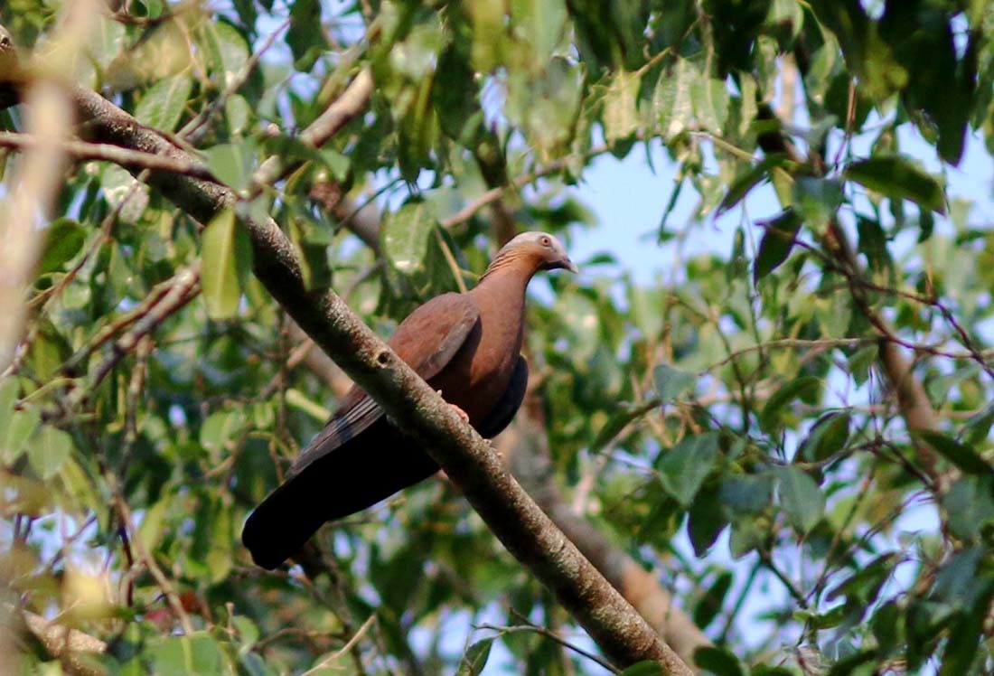 Пурпурный голубь (Columba punicea) - Picture Bird