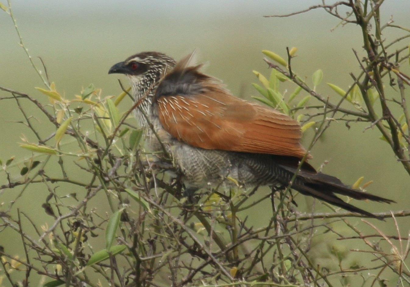 Cucal cejiblanco (Centropus superciliosus) - Picture Bird