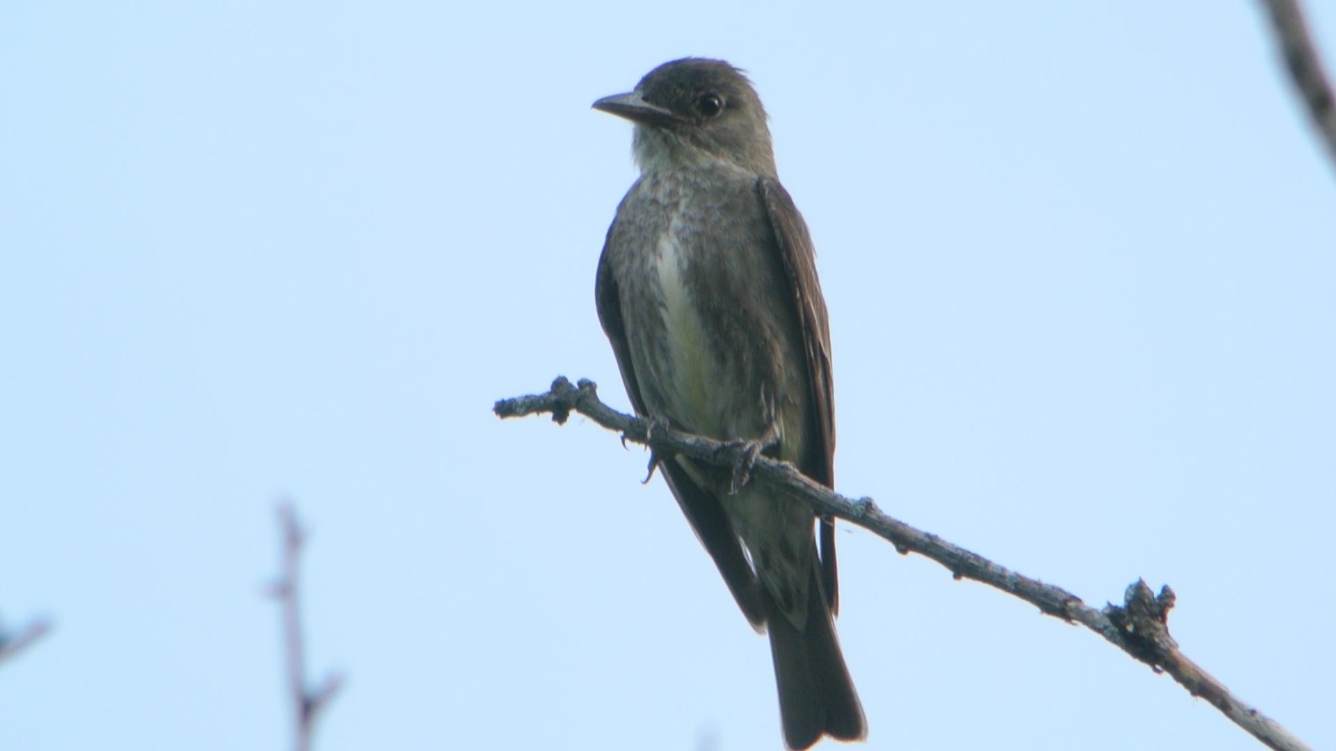 Pibí boreal (Contopus cooperi) - Picture Bird