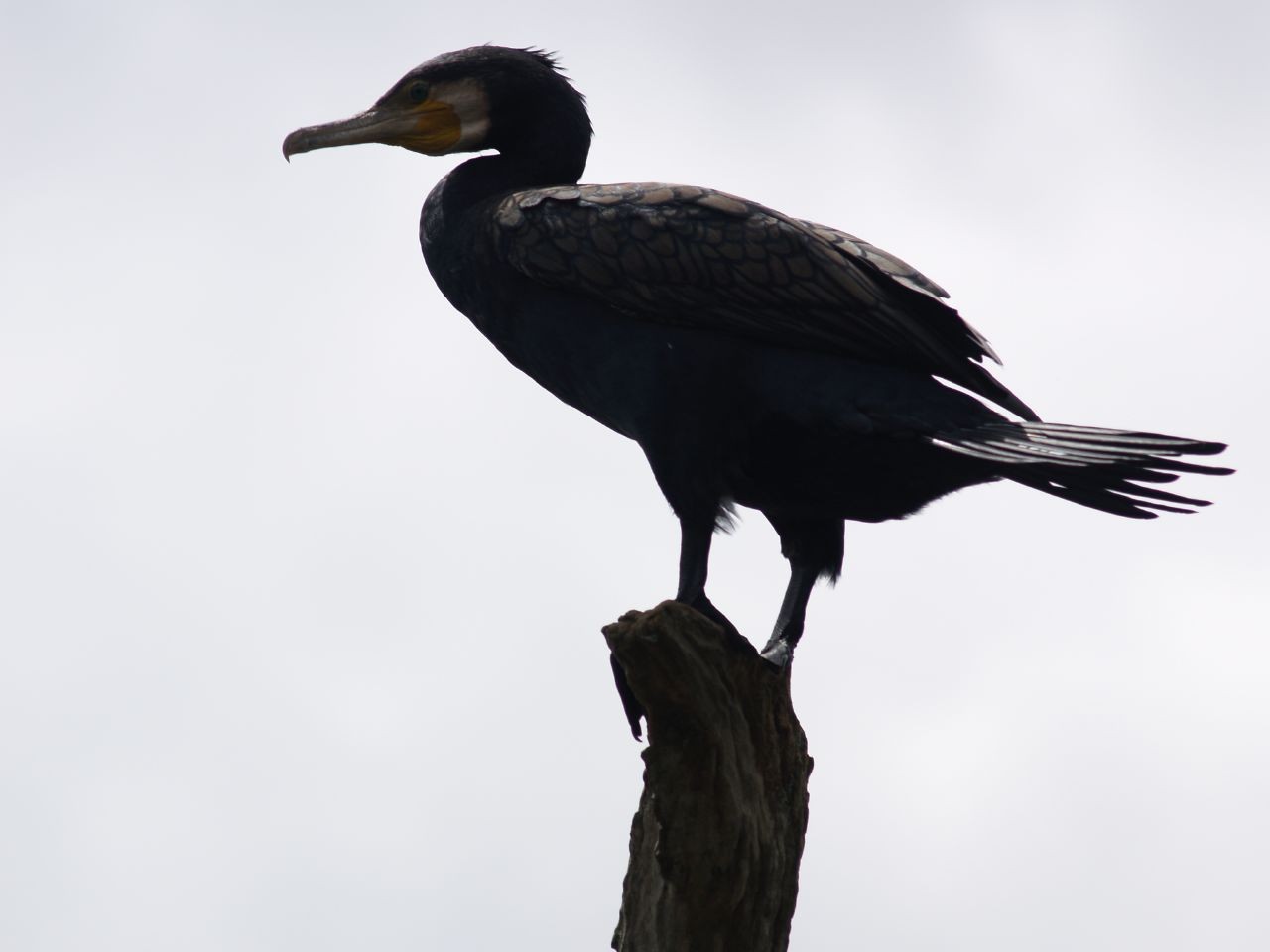 Cormorán grande (Phalacrocorax carbo) - Picture Bird