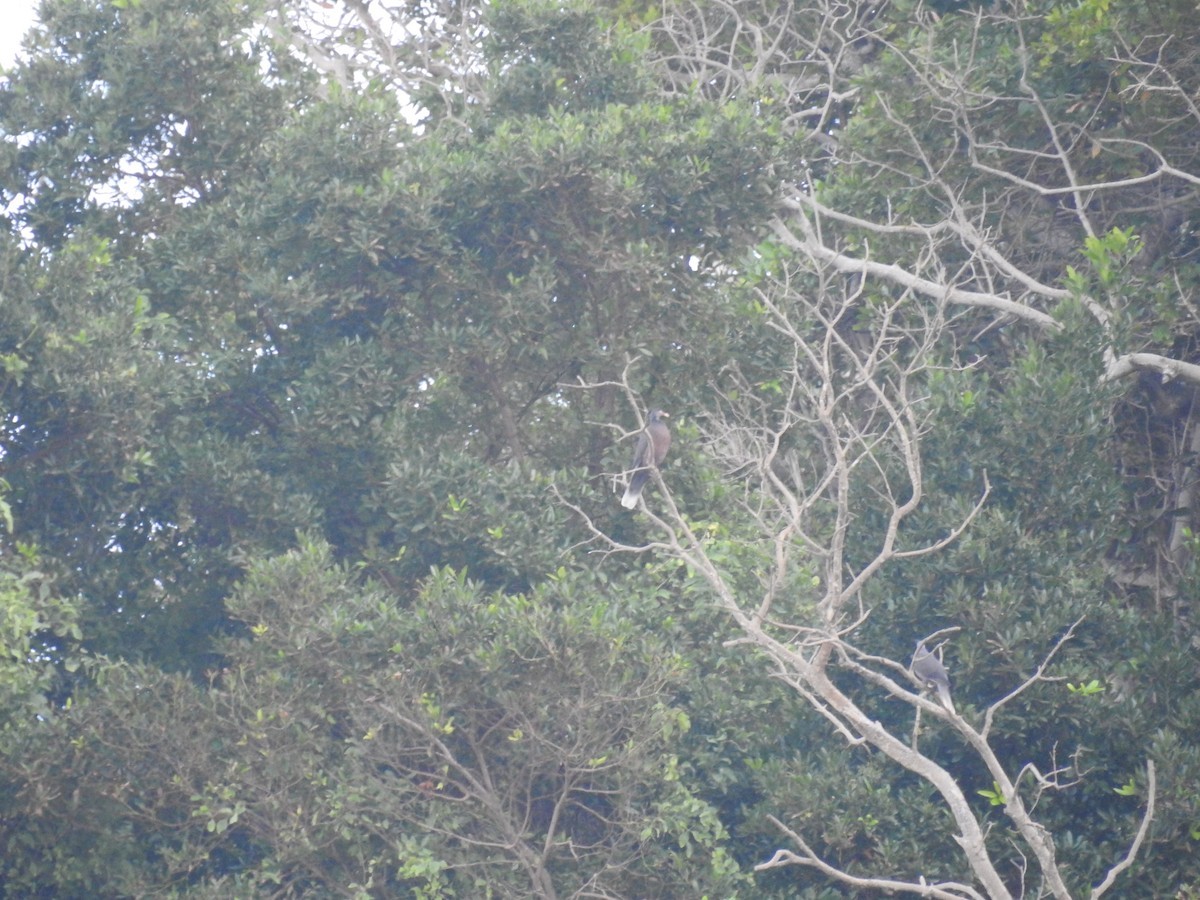Paloma rabiche (Columba junoniae) - Picture Bird