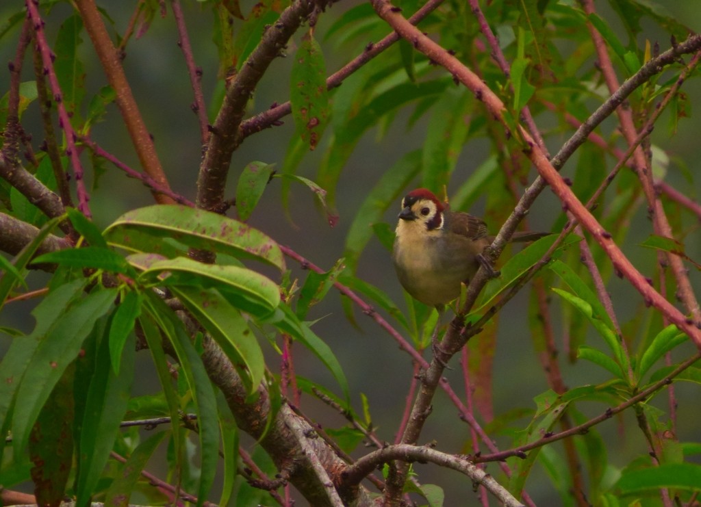 Toquí cuatroojos (Melozone biarcuata) - Picture Bird