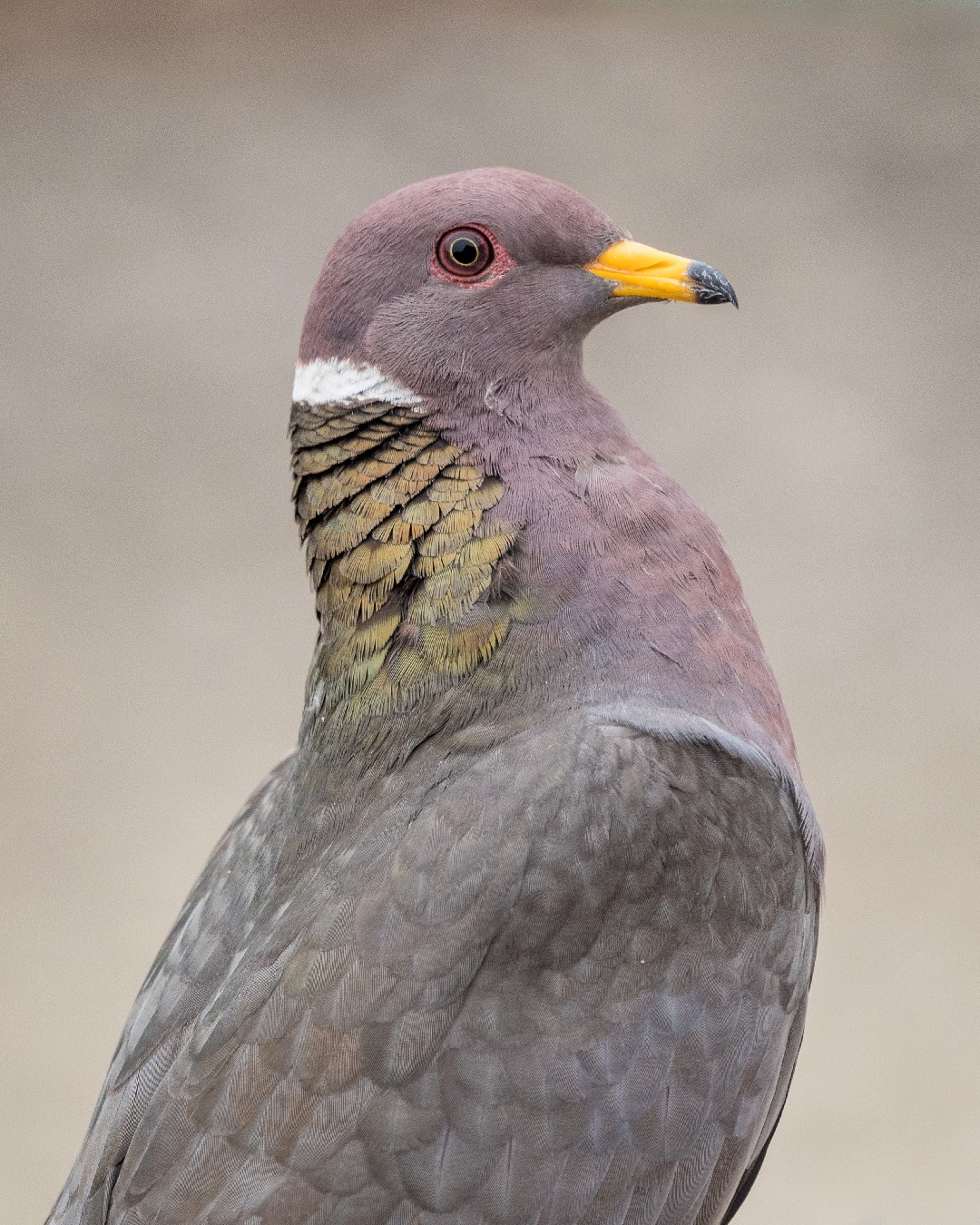 Paloma de collar (Patagioenas fasciata) - Picture Bird