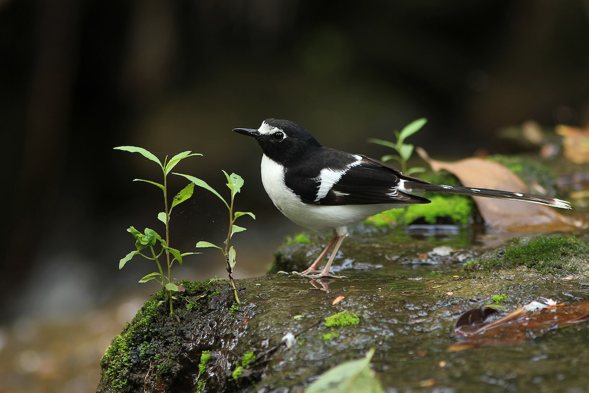 Black-backed forktail (Enicurus immaculatus) - Picture Bird