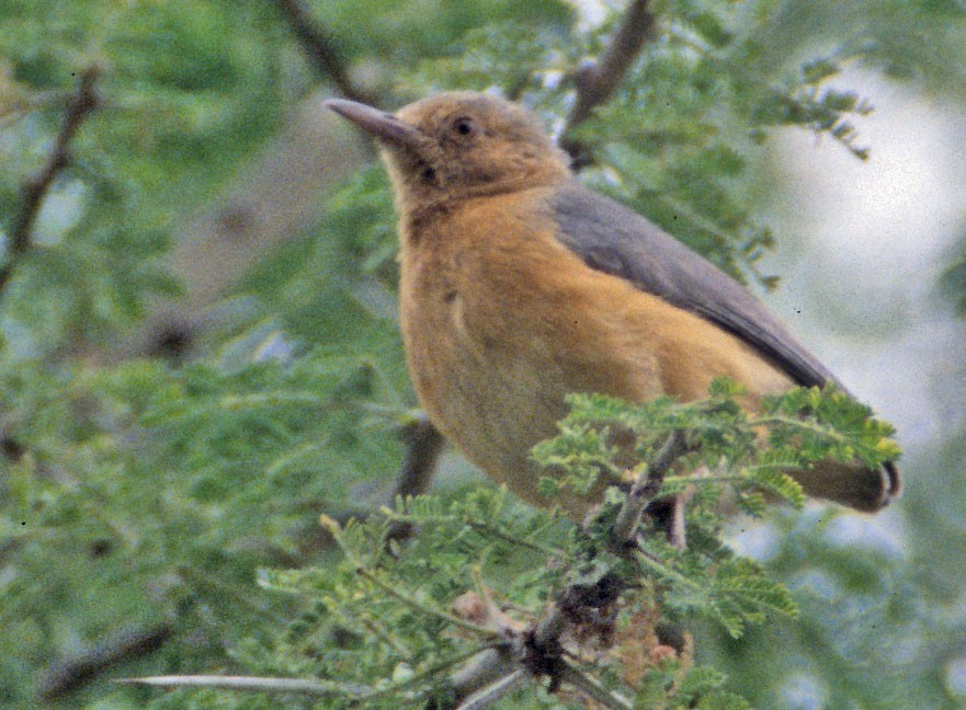 Crombec carirrojo (Sylvietta whytii) - Picture Bird