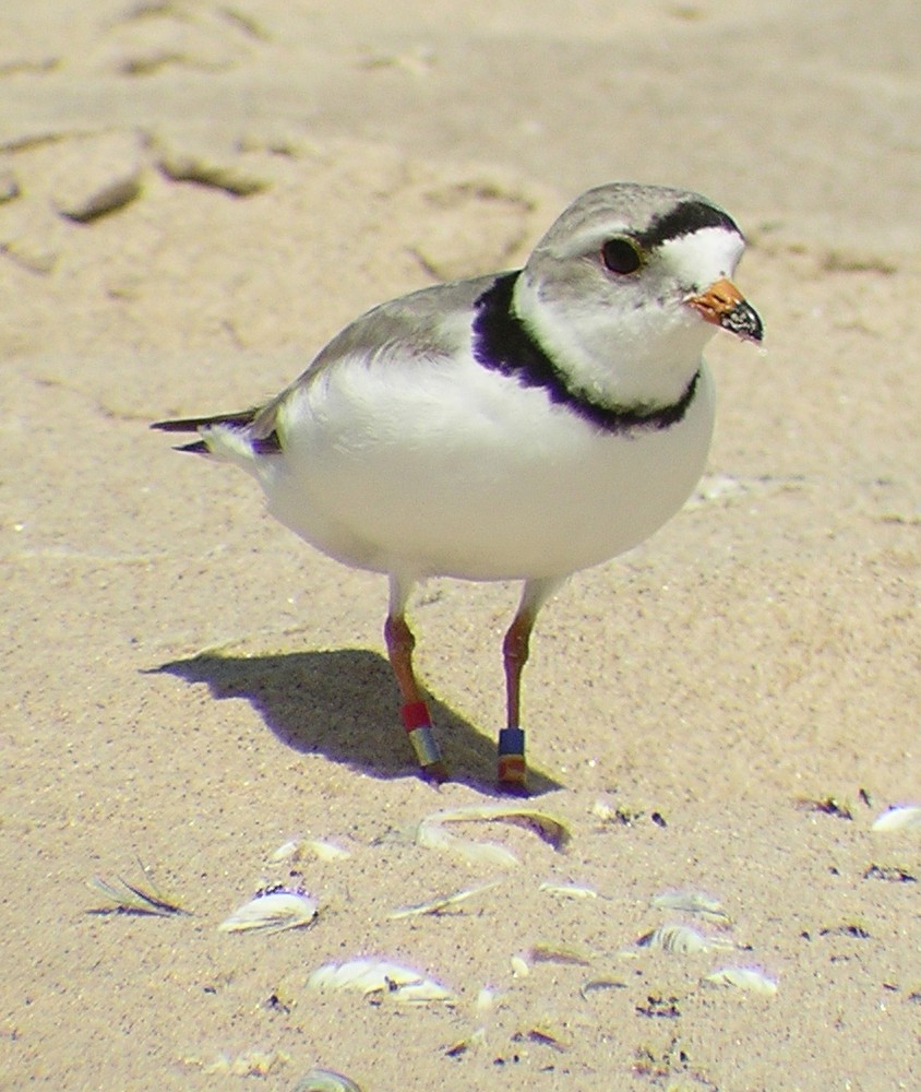 Chorlos (Charadrius) - Picture Bird