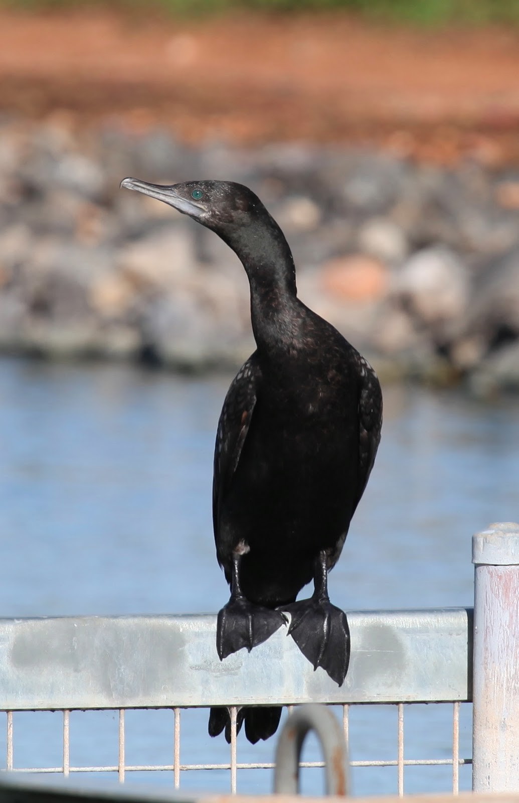 Cormorán totinegro (Phalacrocorax sulcirostris) - Picture Bird