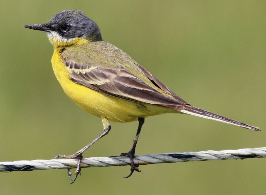 Motacilla flava cinereocapilla (Motacilla flava cinereocapilla ...