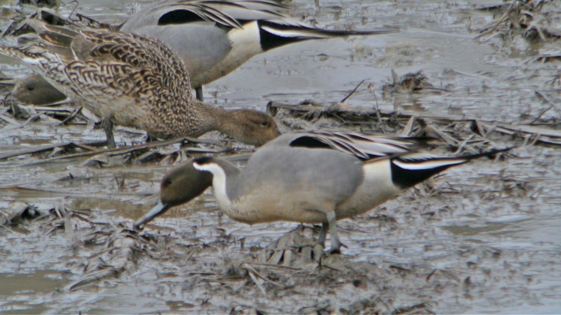 Ánade rabudo (Anas acuta) - Picture Bird