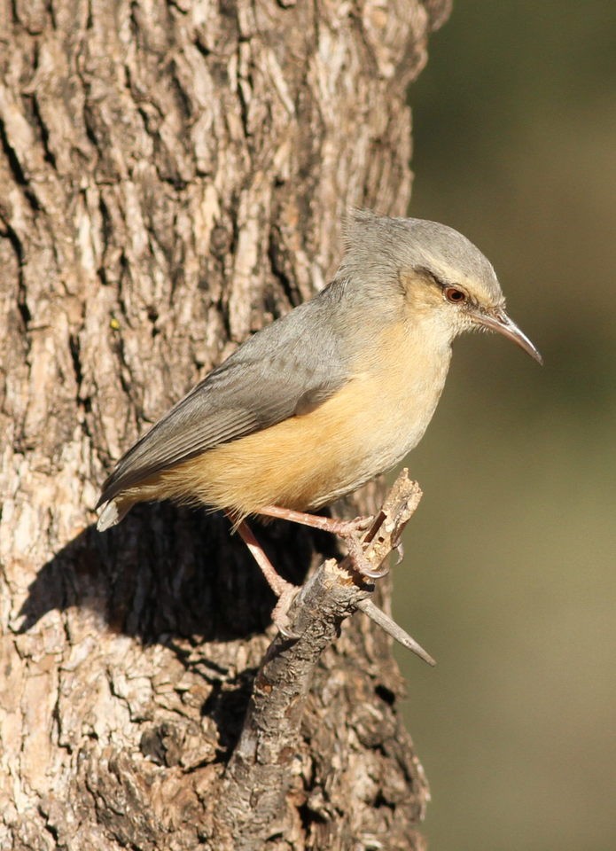 Sylvietta (Sylvietta) - Picture Bird